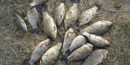 Зургаадугаар сарын 15 ныг хүртэл загас агнах барихыг хориглов